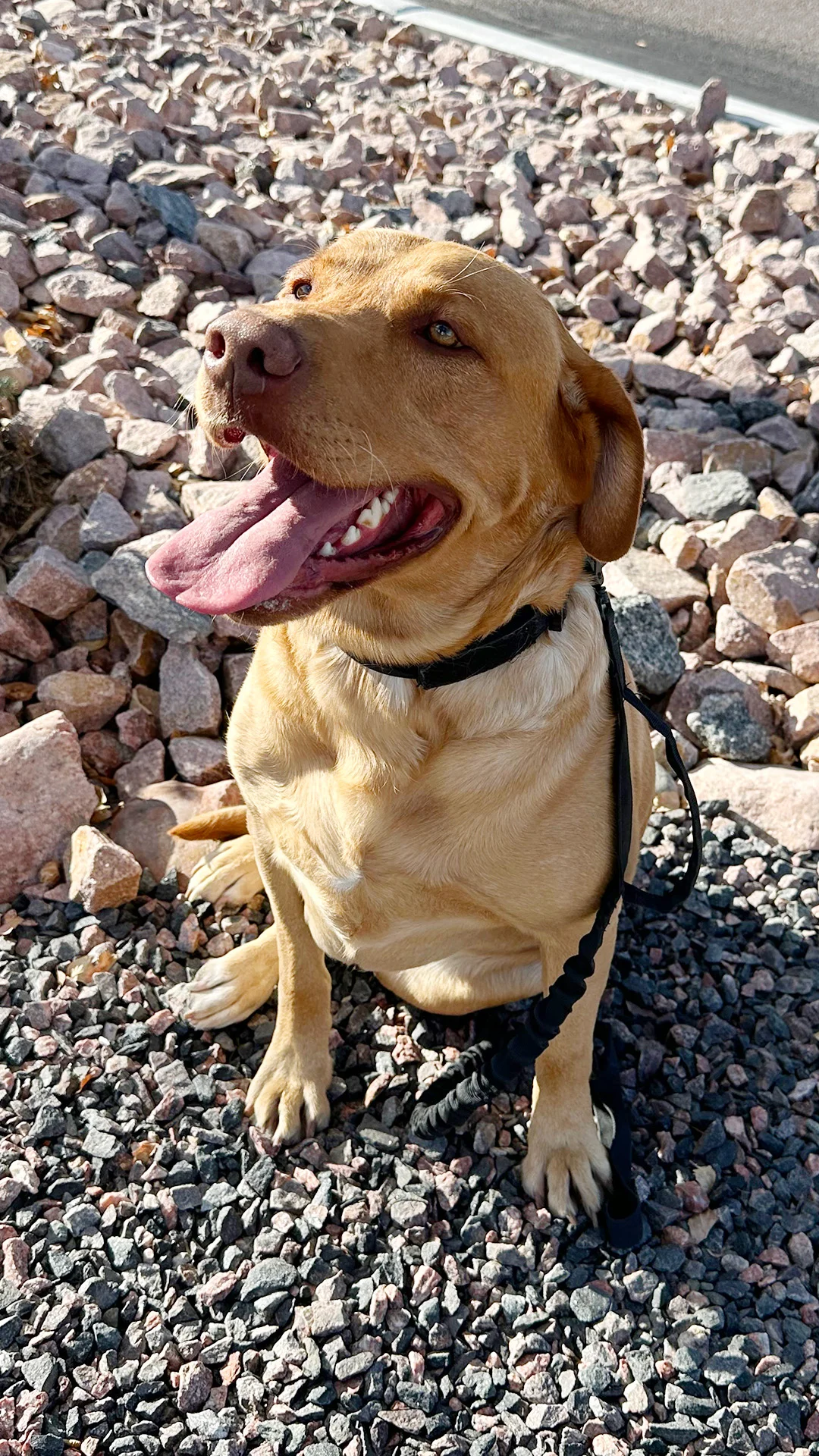 Our Red Fox Labrador Females - Meet Our Labs