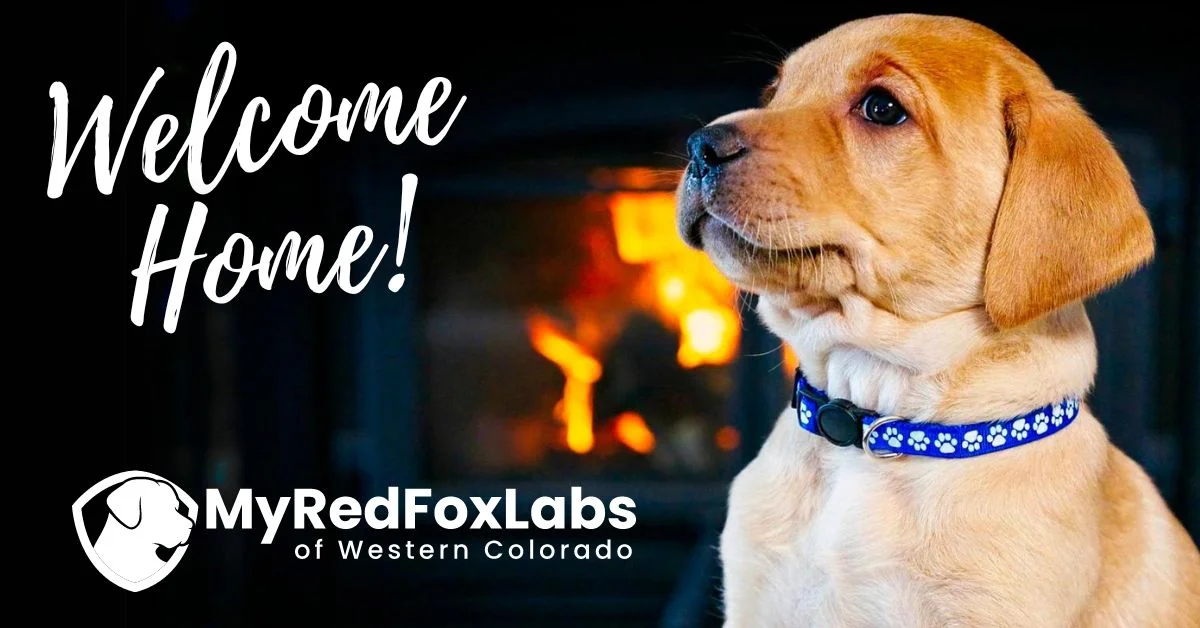 Red Fox Labrador Puppies for Sale