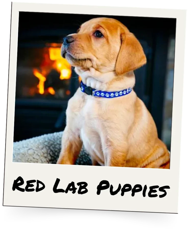 Red Fox Labrador Puppies for Sale