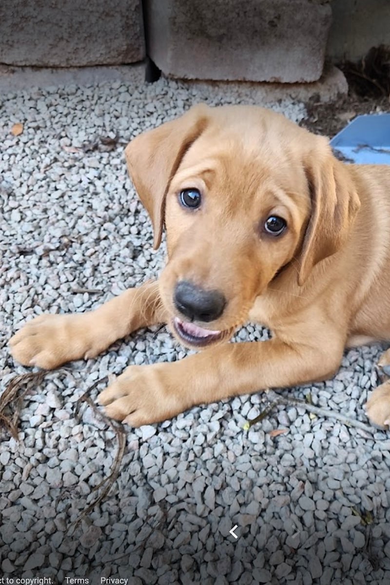 Red Fox Labrador Puppies for Sale